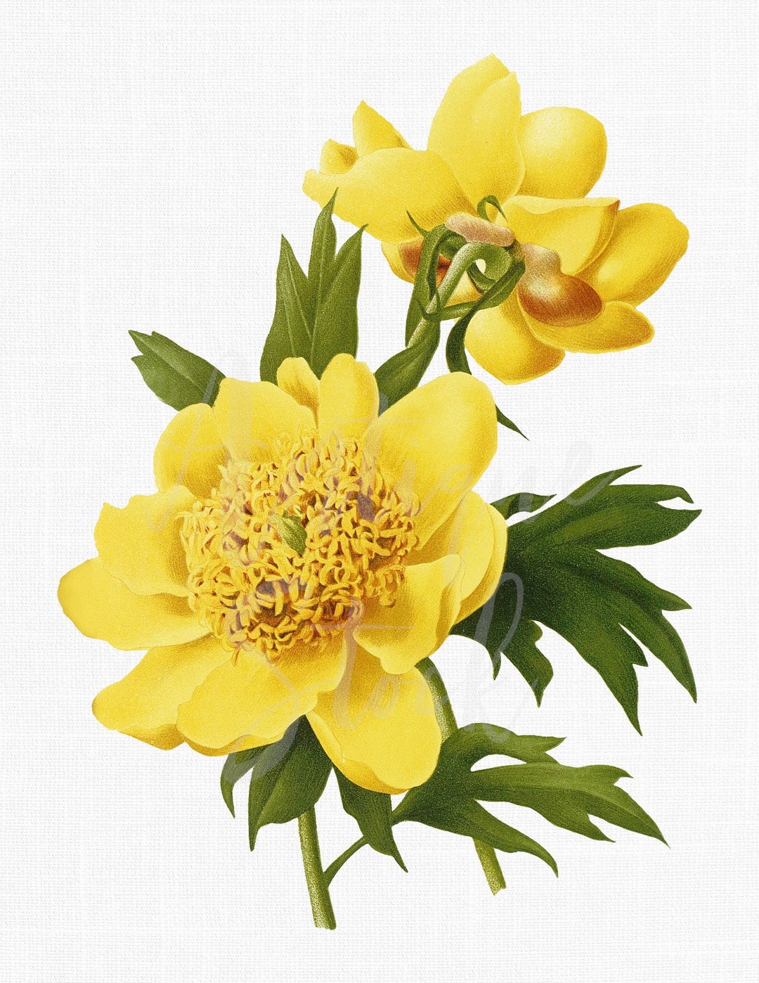 Botanical Illustration, Peony Flower Clipart, Printable Image "yellow ...