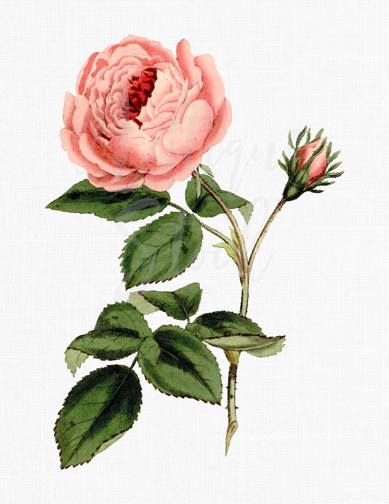 Cabbage Rose Clipart Image "pink Provence Rose" Instant Download PNG ...