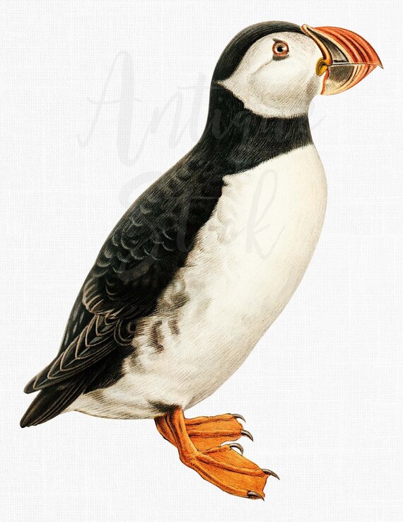 Vintage Seabird Illustration atlantic Puffin - Etsy