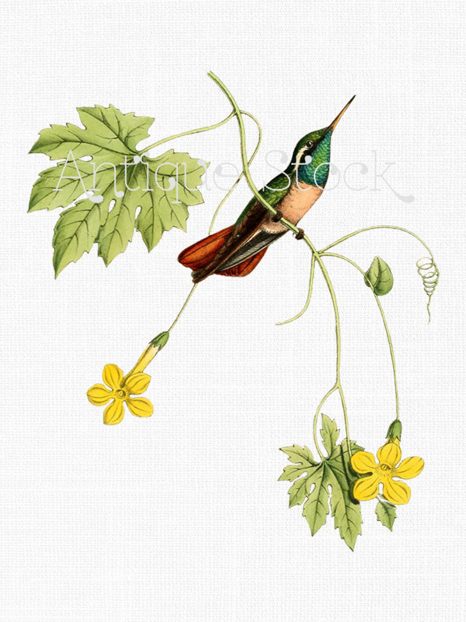Bird Clipart Xantus's Hummingbird Instant | Etsy