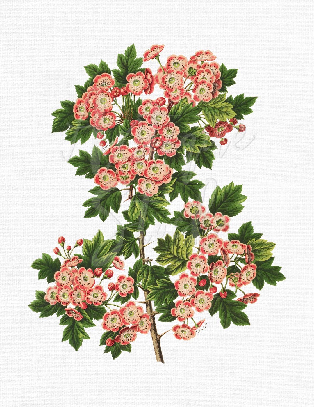 Transparent PNG Hawthorn | Clipart Floral for Collages | Vintage ...