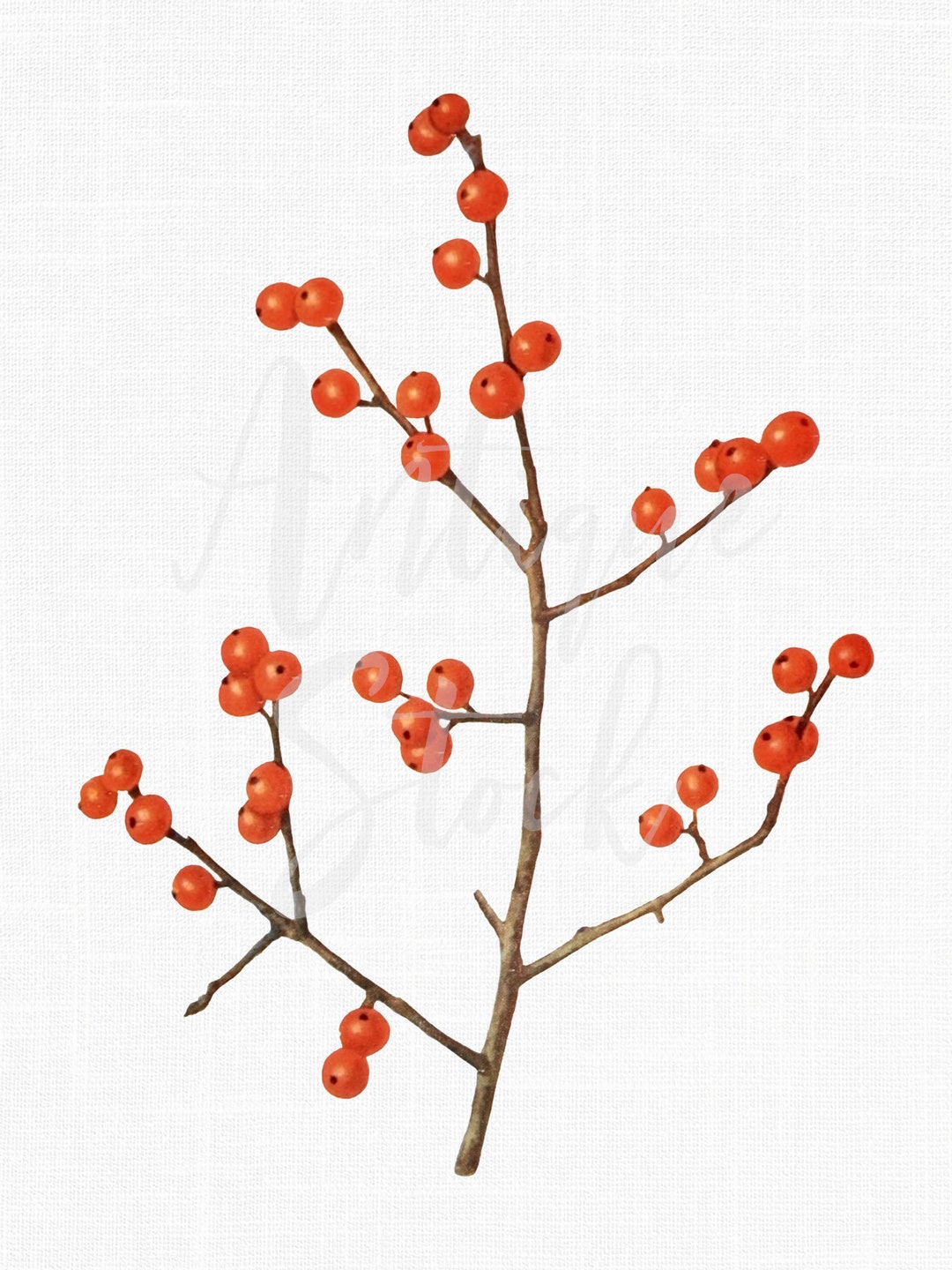 Holly Clipart "winterberry" Tree Branch Botanical Illustration Digital ...