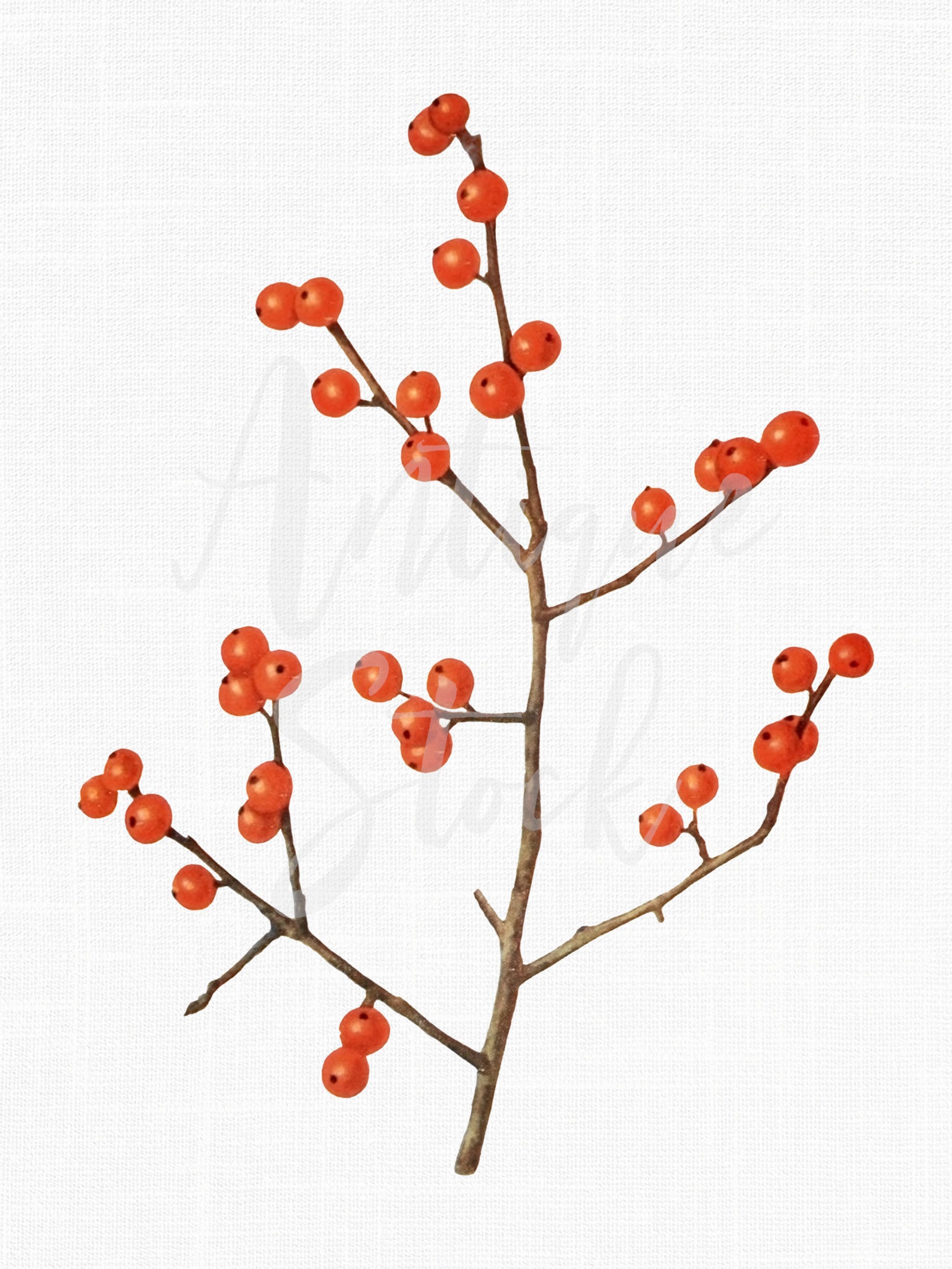 Holly Clipart "winterberry" Tree Branch Botanical Illustration Digital ...