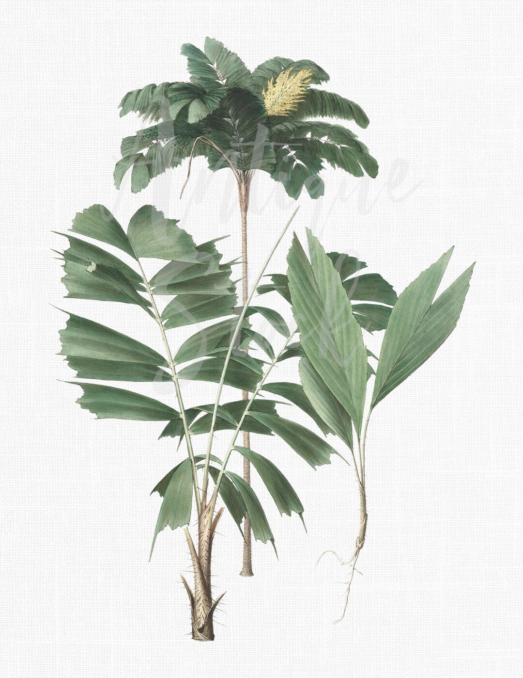 Palm Tree Botanical Illustration spine Palm PNG & JPG Printable Digital ...