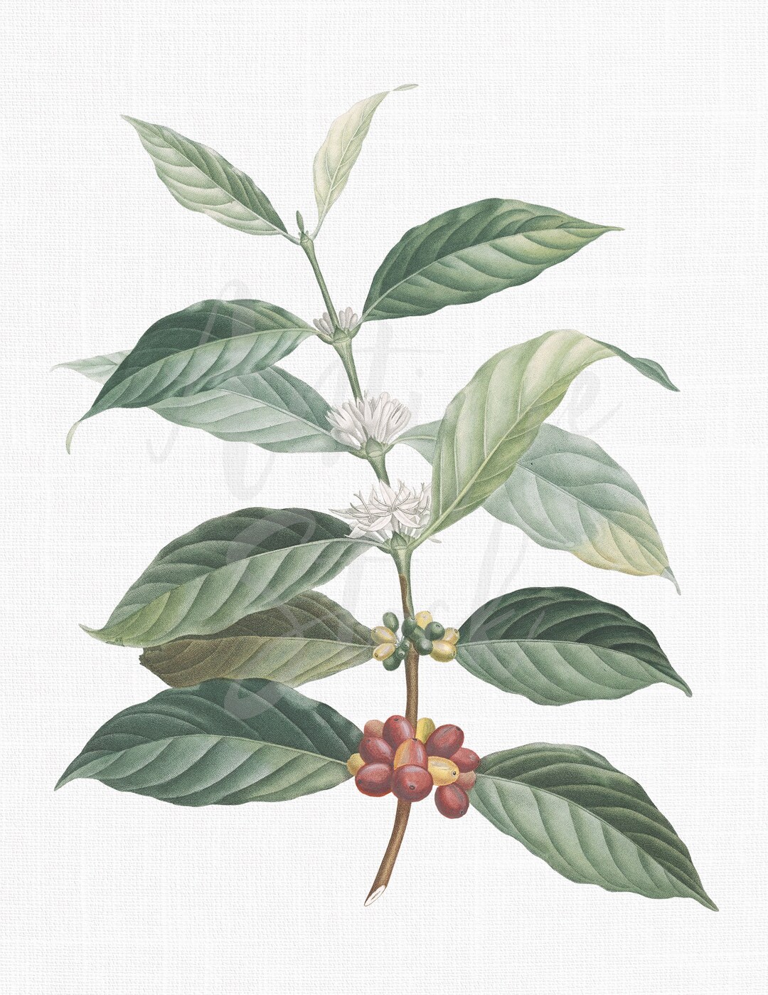 Botanical Illustration "arabian Coffee" Vintage Printable Plant Image ...