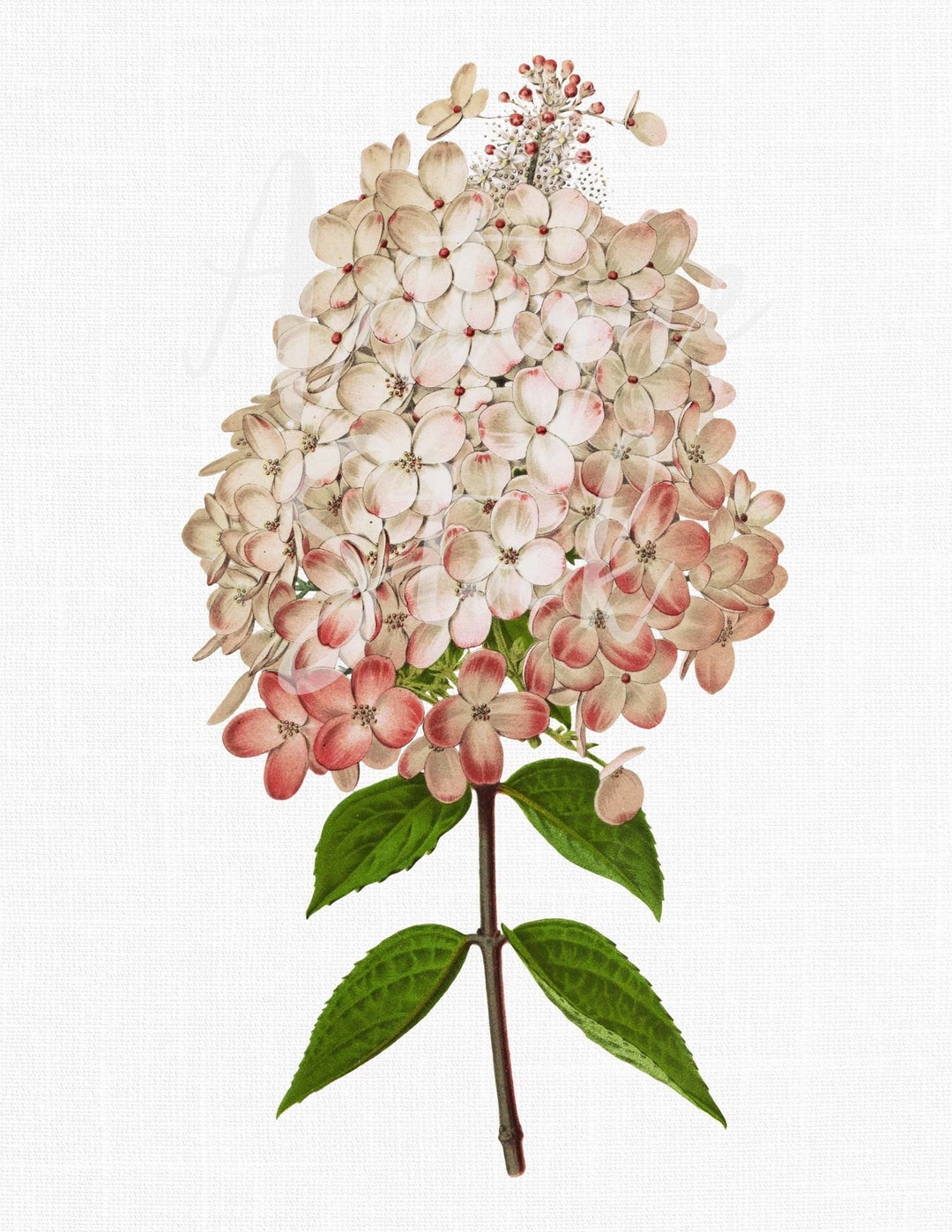 12x16 Hydrangea Botanical Illustration "limelight Hydrangea" Printable ...