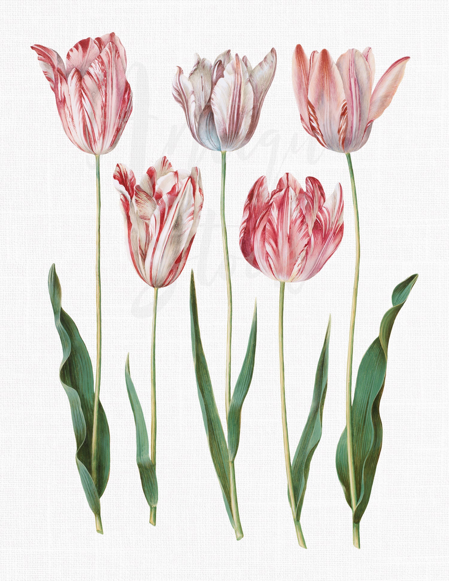Tulip Botanical Illustration