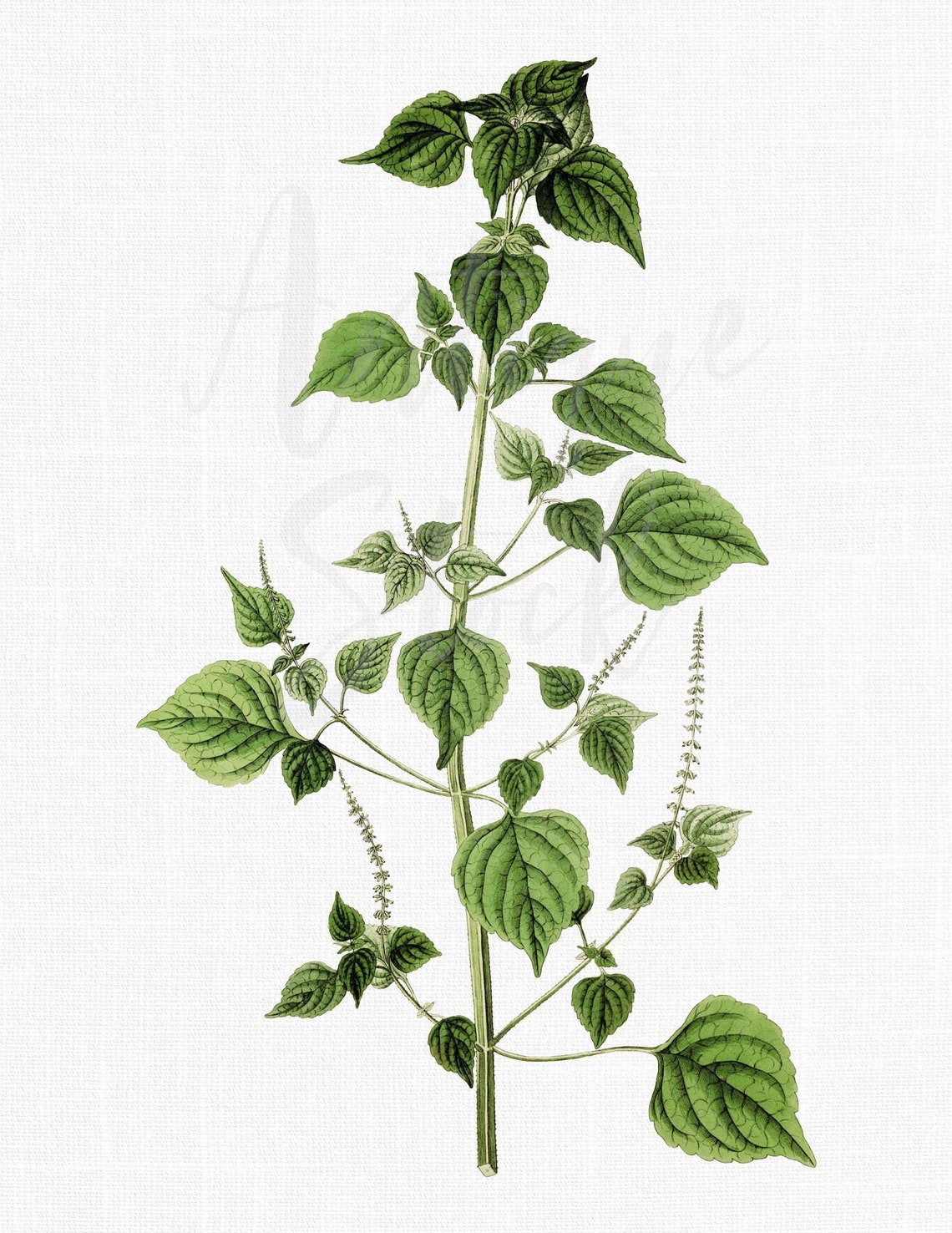 PNG JPG Vintage Herb Image musk Basil Botanical - Etsy