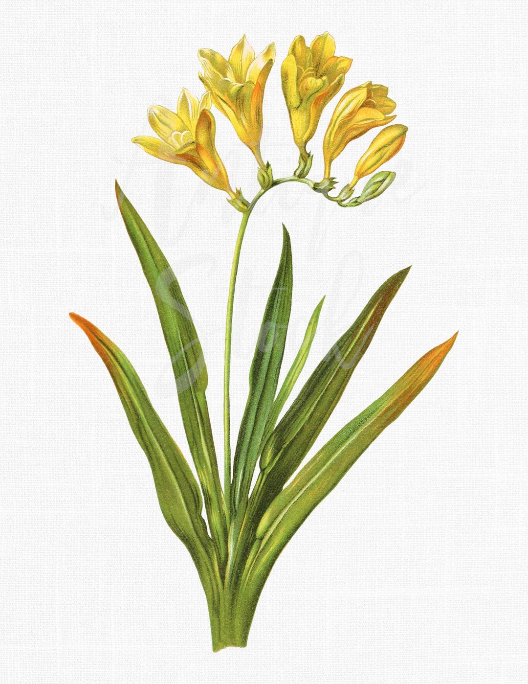 PNG Flower Clipart "yellow Freesia" Digital Download Botanical ...