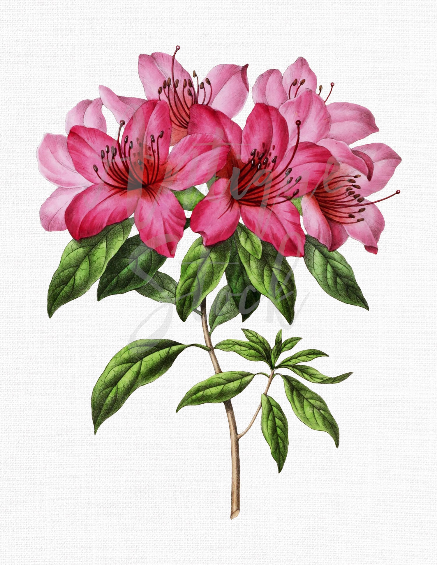 Pink Flower Clipart Botanical Illustration hot Pink - Etsy
