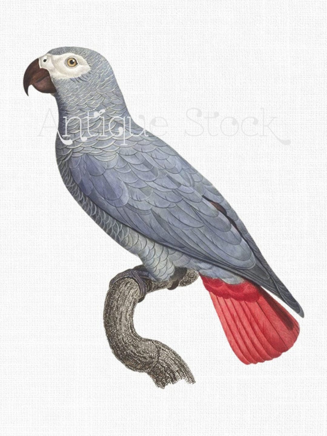 African Grey Parrot Drawing