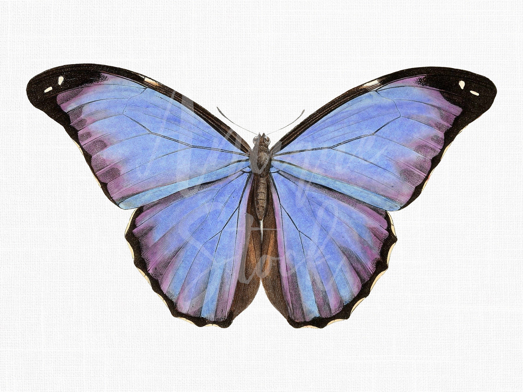 Butterfly Clipart "menelaus Blue Morpho" Vintage Printable Digital ...