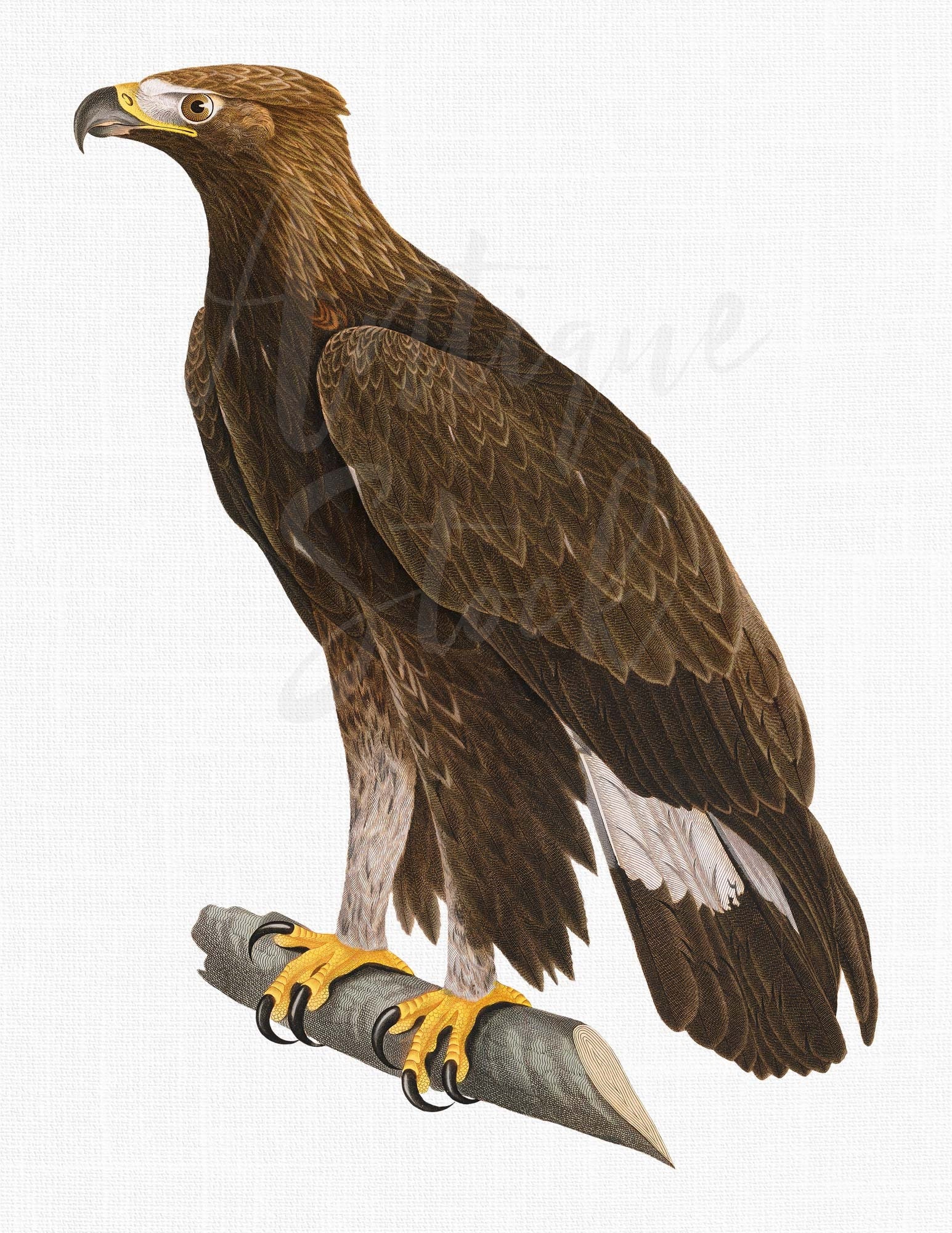 Printable Bird Art golden Eagle Digital Download - Etsy