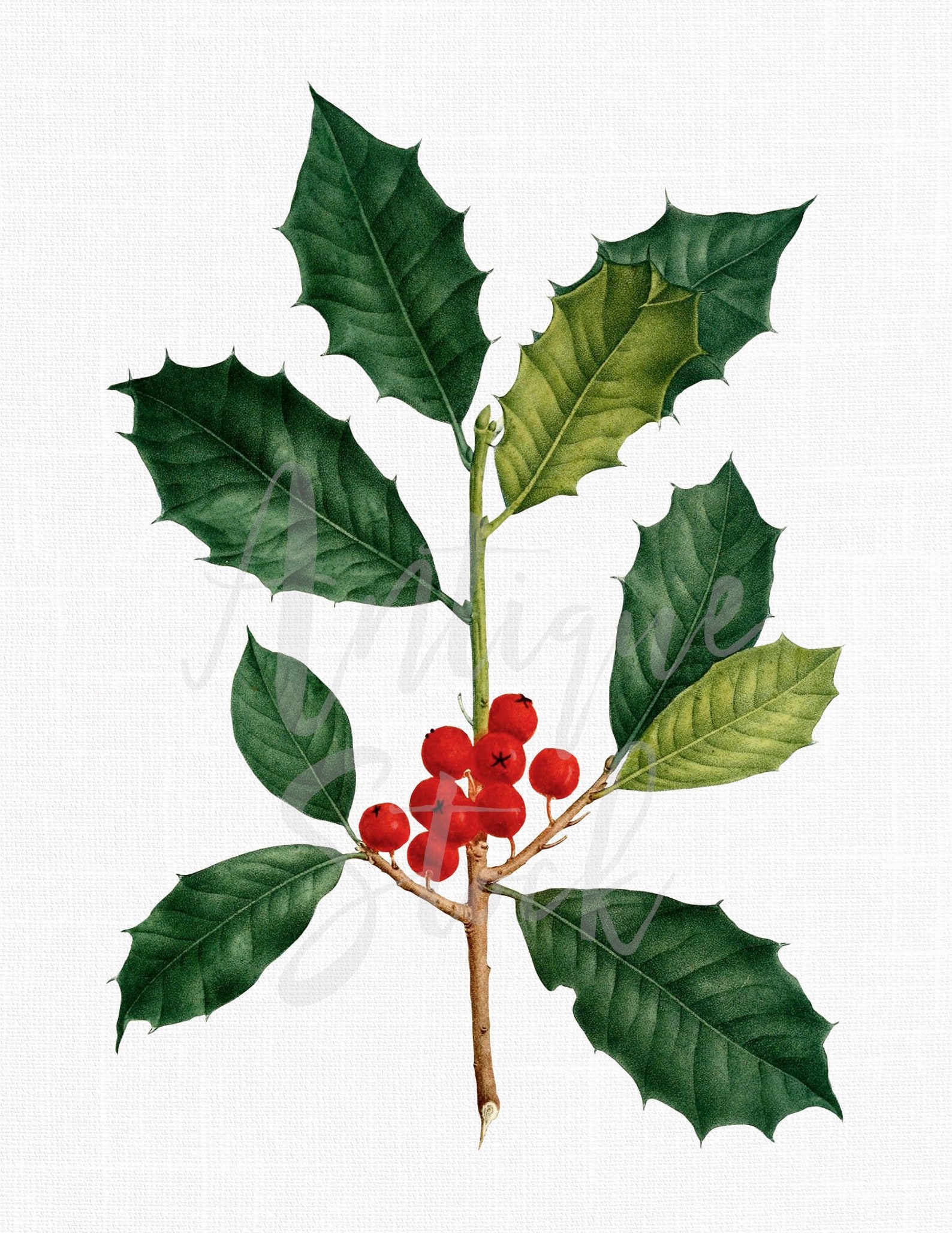 Holly Printable Botanical Illustration "american Holly" Digital ...