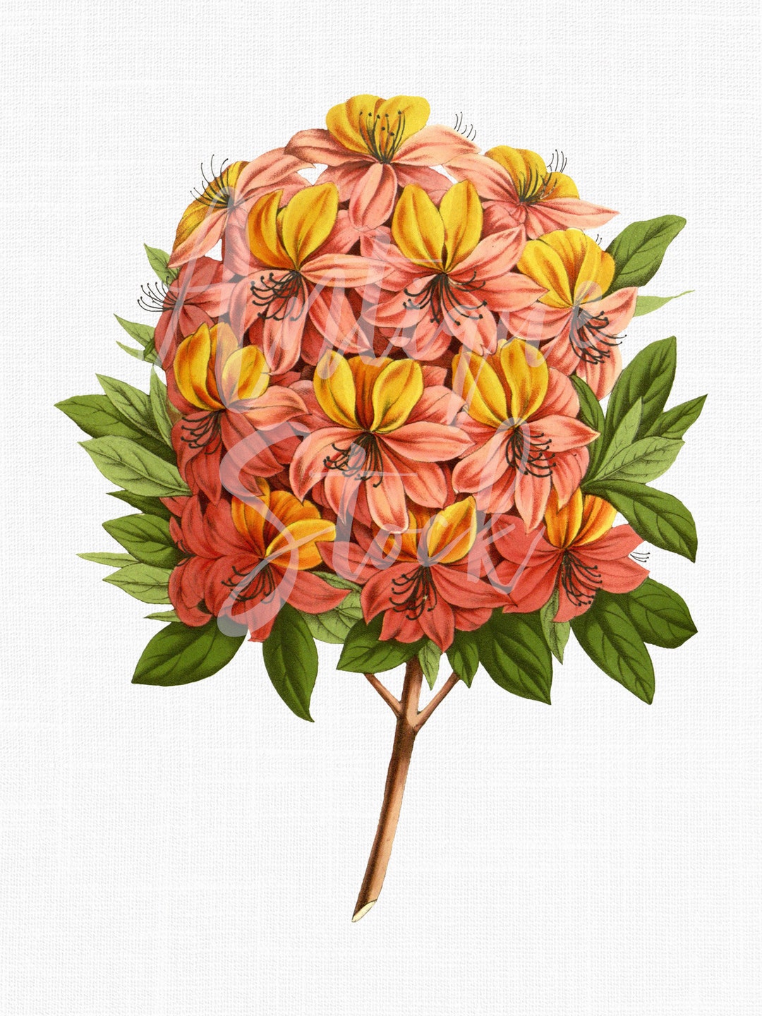 Deciduous Azaleas Vintage Floral Art Antique Botanical Illustration ...