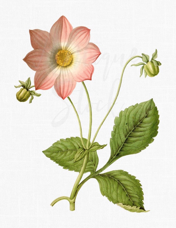 Botanical Illustration Flower Clipart pink Garden | Etsy