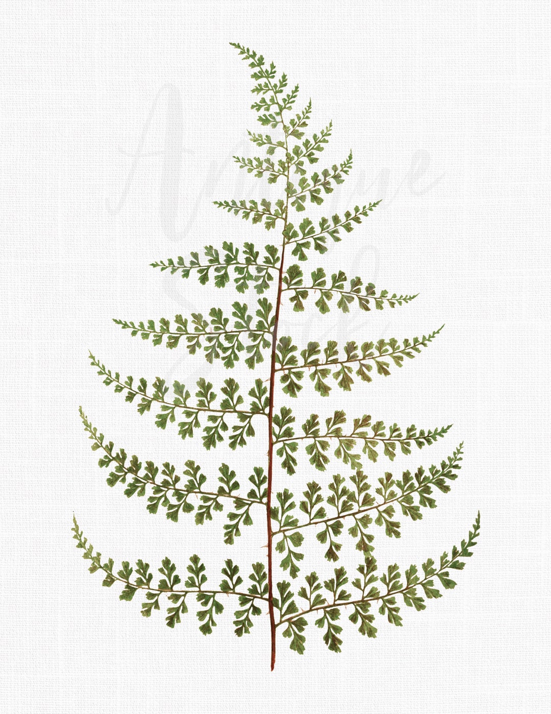 Fern Leaf Botanical Print "thicket Creepingfern" Digital Download ...