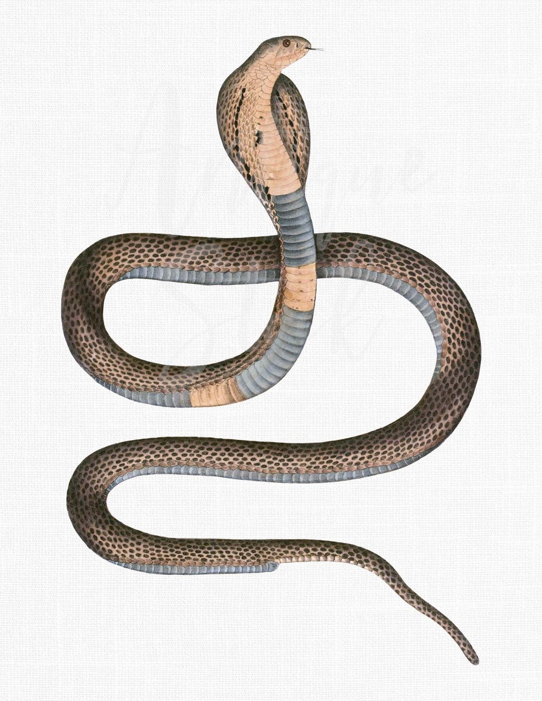 Snake Image "indian Cobra" Digital PNG and JPG Image for Prints ...