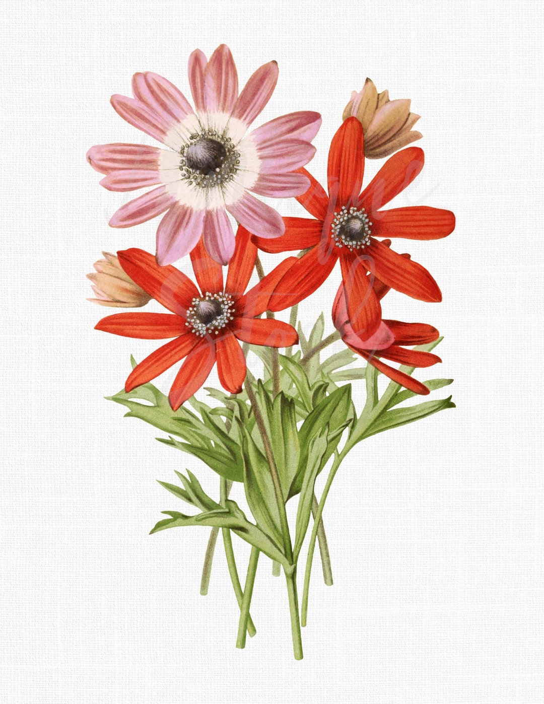 Pink and Red Flowers Clipart "broad-leaved Anemones" Botanical ...