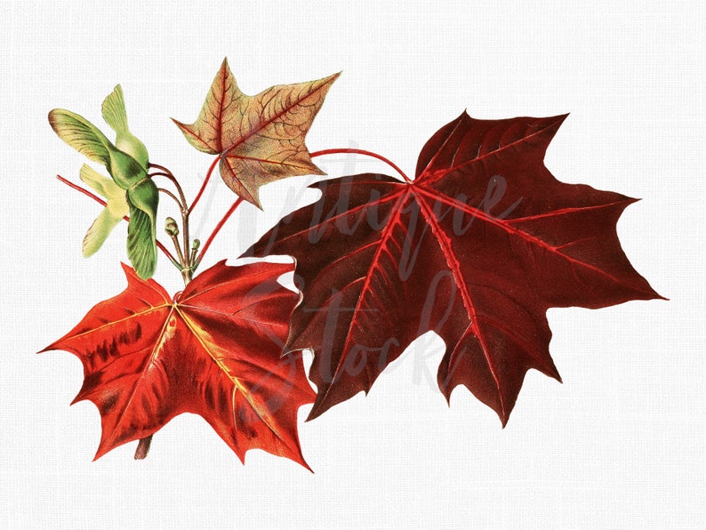 Botanical Illustration Clipart norway Maple - Etsy