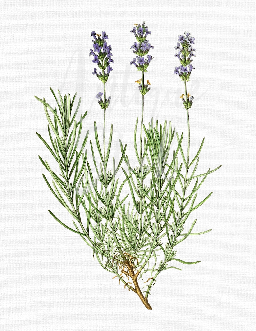 Botanical Download Print "lavender" Vintage Printable Image for Crafts ...