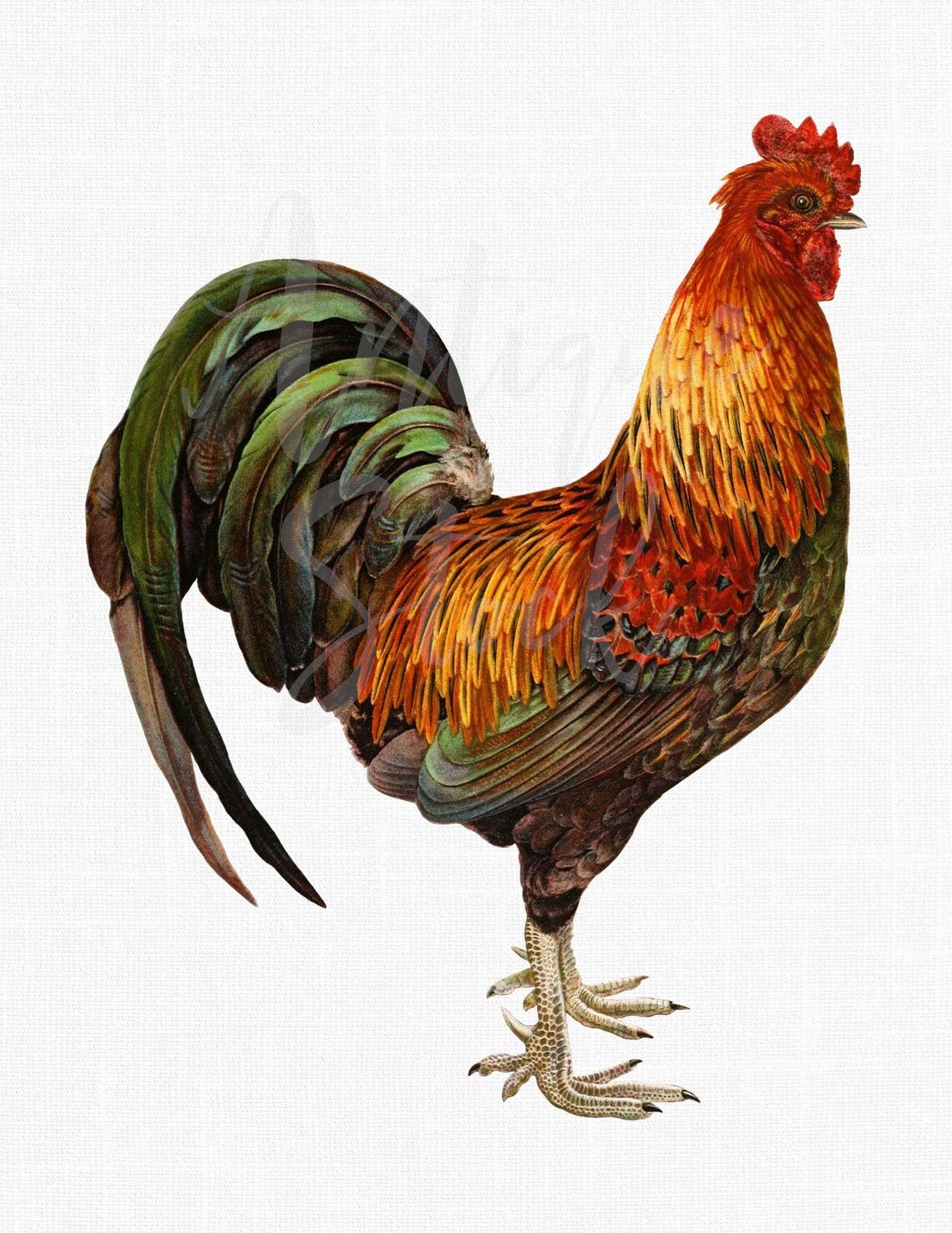 Watercolor PNG rooster Printable Digital Download - Etsy