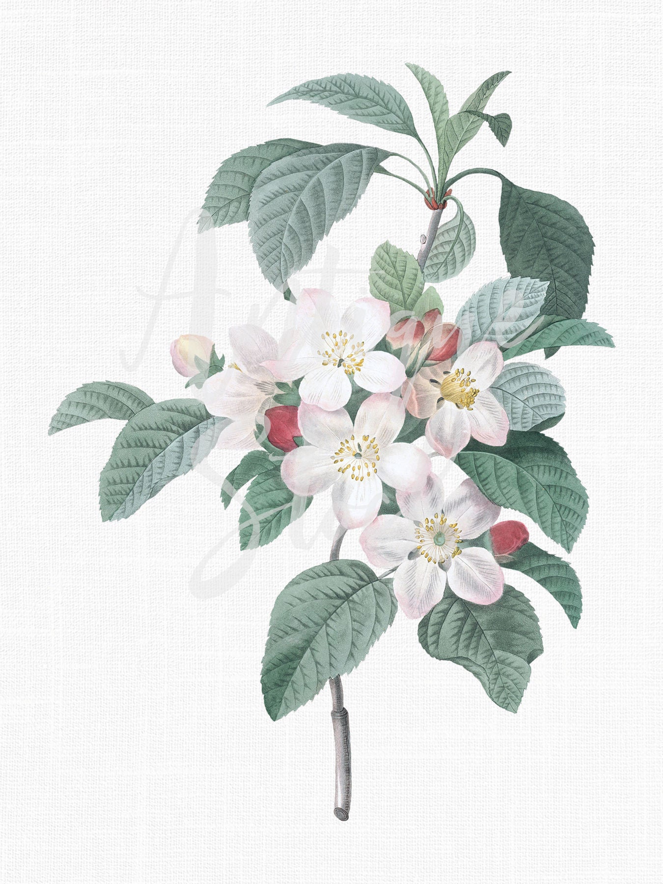 Apple Blossom Botanical Drawing