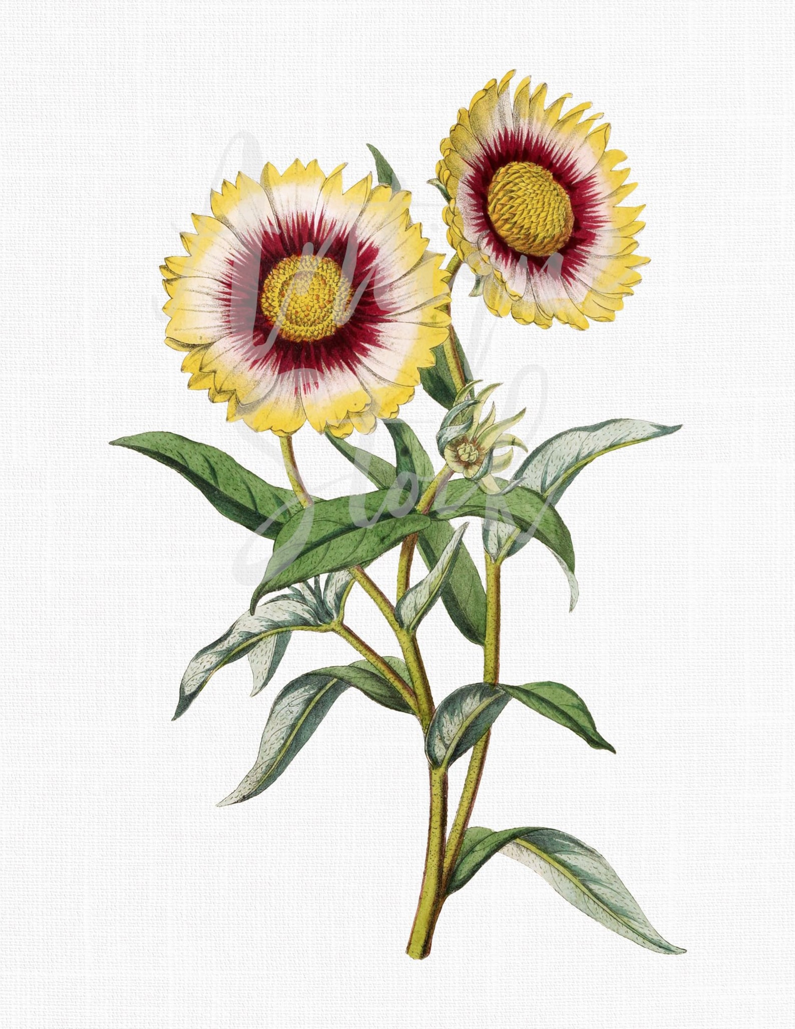 Printable Botanical Illustration Flower Clipart | Etsy