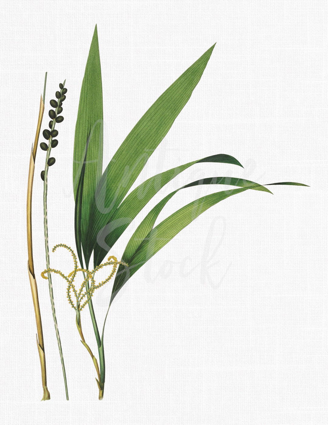 Palm Print Digital Download "parlour Palm" Botanical Illustration ...