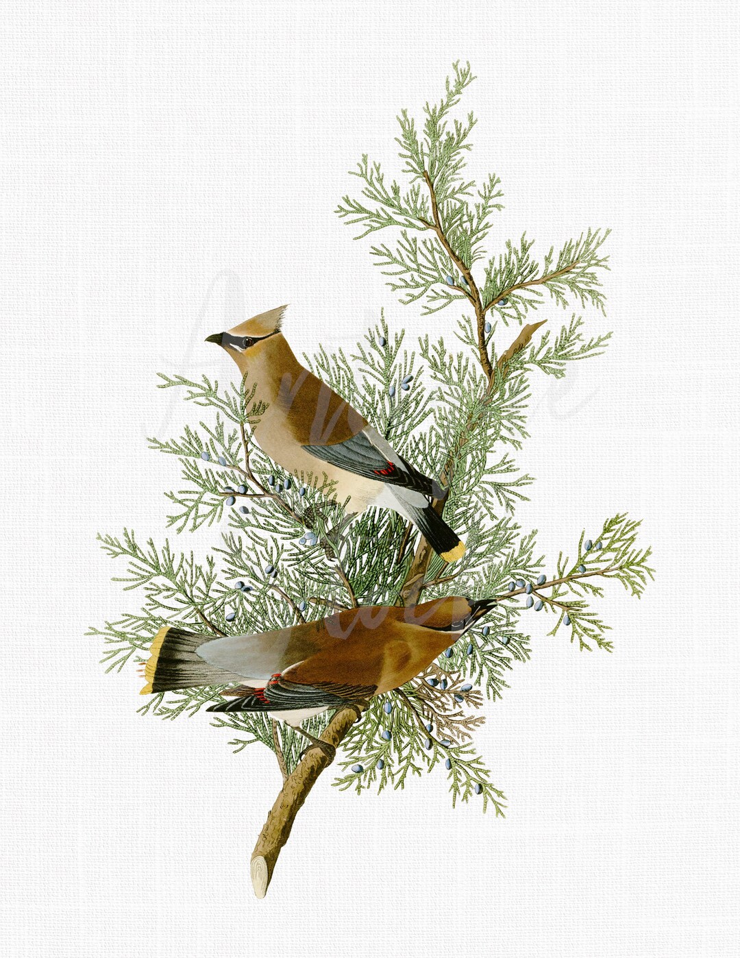 Bird Clipart "cedar Birds" Tree Branch Leaves Digital Download Image ...