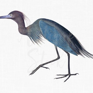 Vintage Bird Printable Image little Blue Heron PNG | Etsy