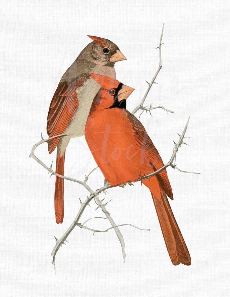 Digital Download "cardinal Birds" Vintage Illustration PNG / JPG Images ...
