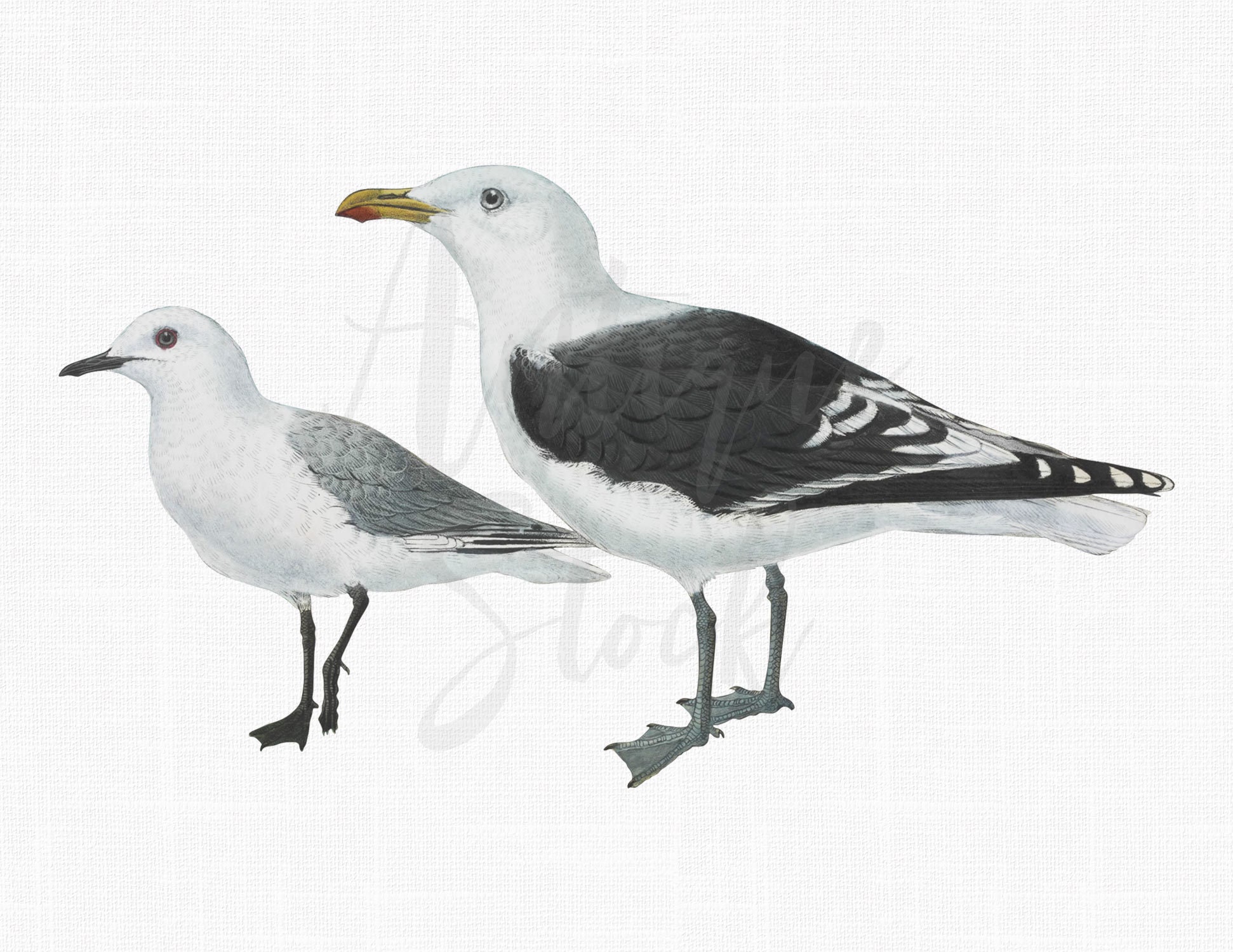 Gull Clipart, Digital Download Gull Print "black-billed & Black-backed ...