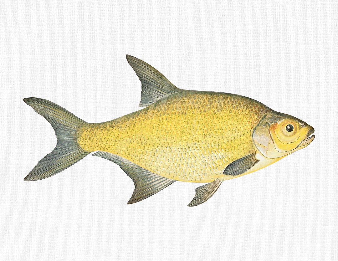 PNG Downloadable Fish Image common Bream Printable Illustration for ...