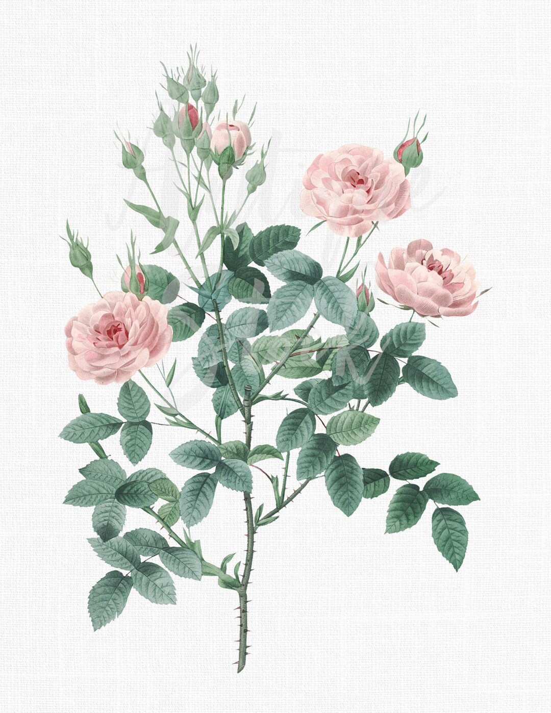 12x16 Botanical Printable Art "rosa Pomponia" Vintage Flower Print for ...