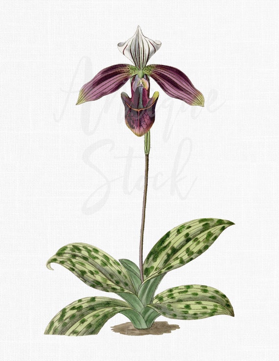 Orchid Flower Clipart Botanical Illustration | Etsy