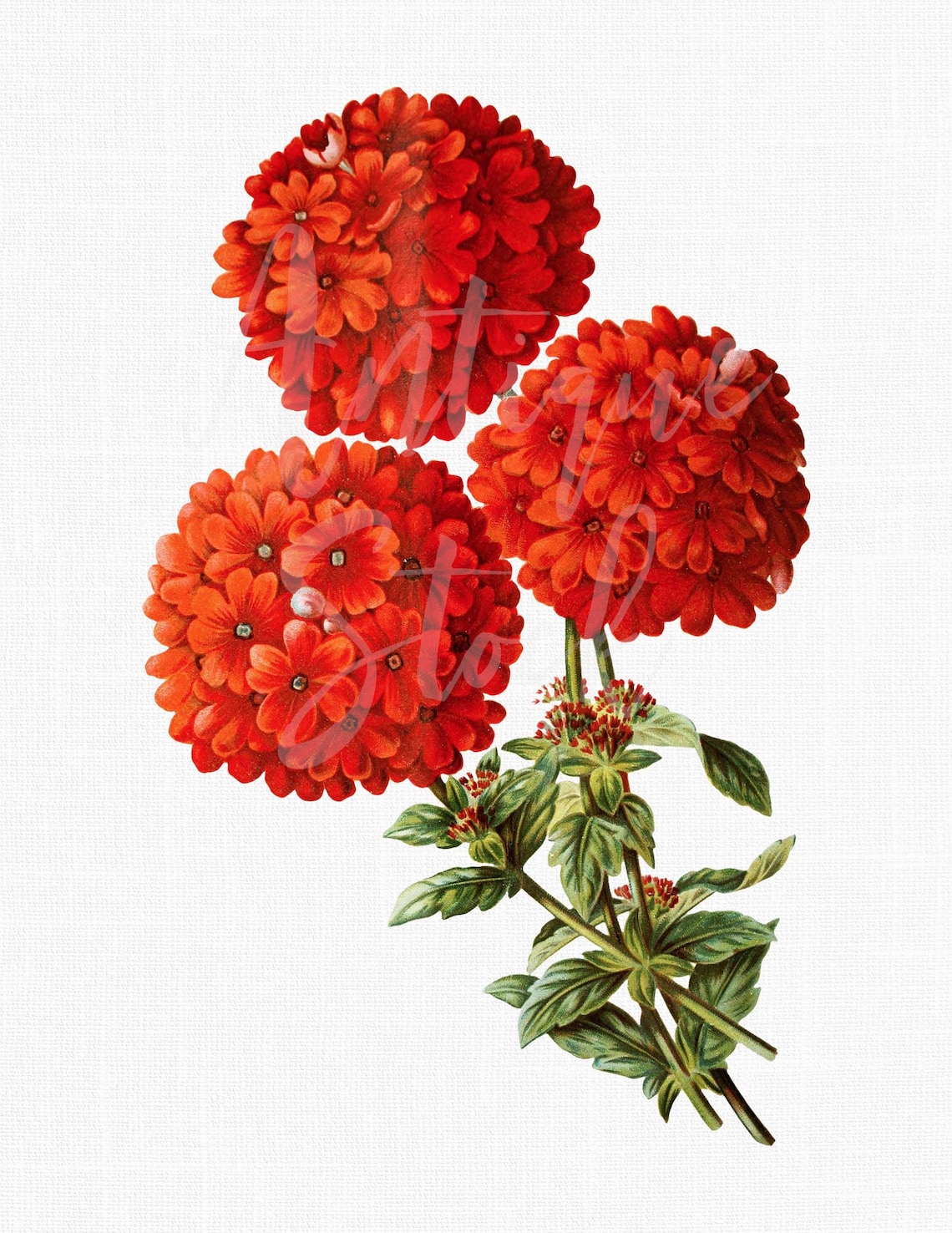 Flower Sublimation Image red Verbena Design | Etsy