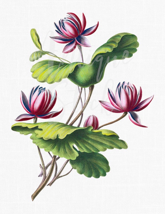 Indian Lotus Flower Drawing
