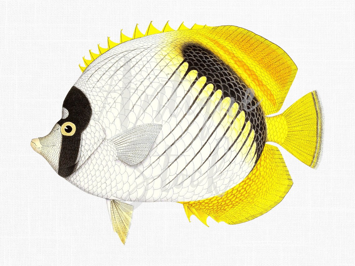 Vintage Fish Image Fish Clipart Printable Illustration | Etsy