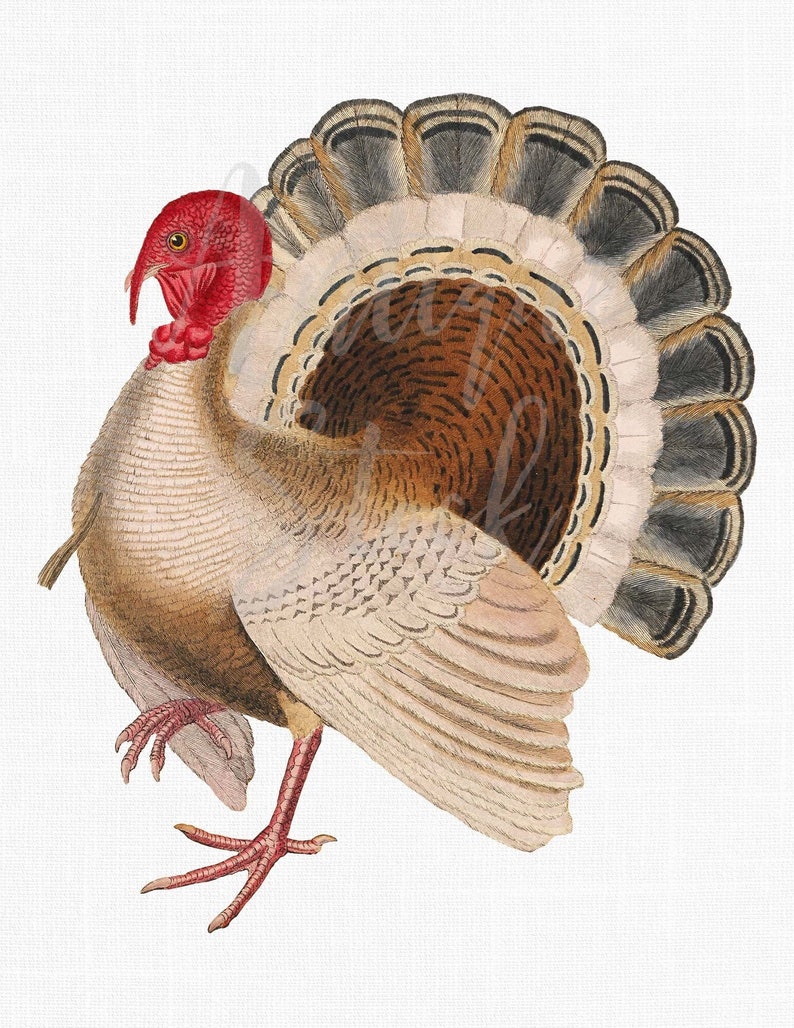 American Turkey PNG Art wild Turkey Digital - Etsy