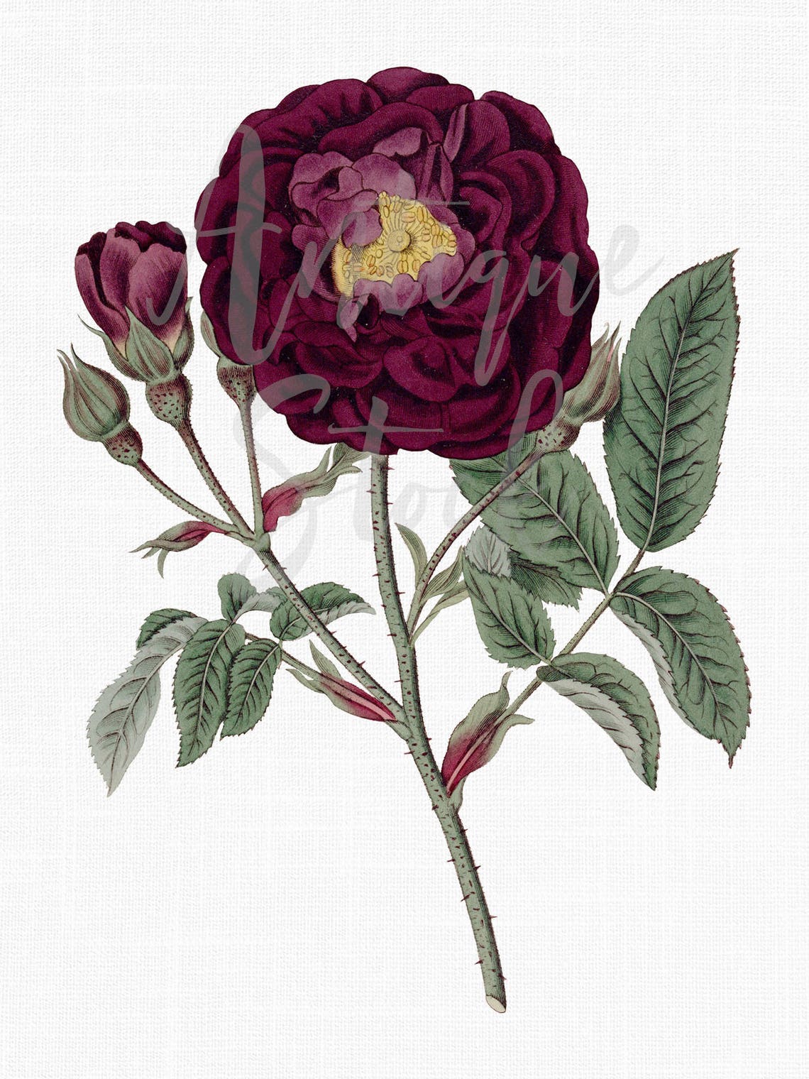 Flower Clipart "burgundy French Rose" Botanical Illustration Digital ...