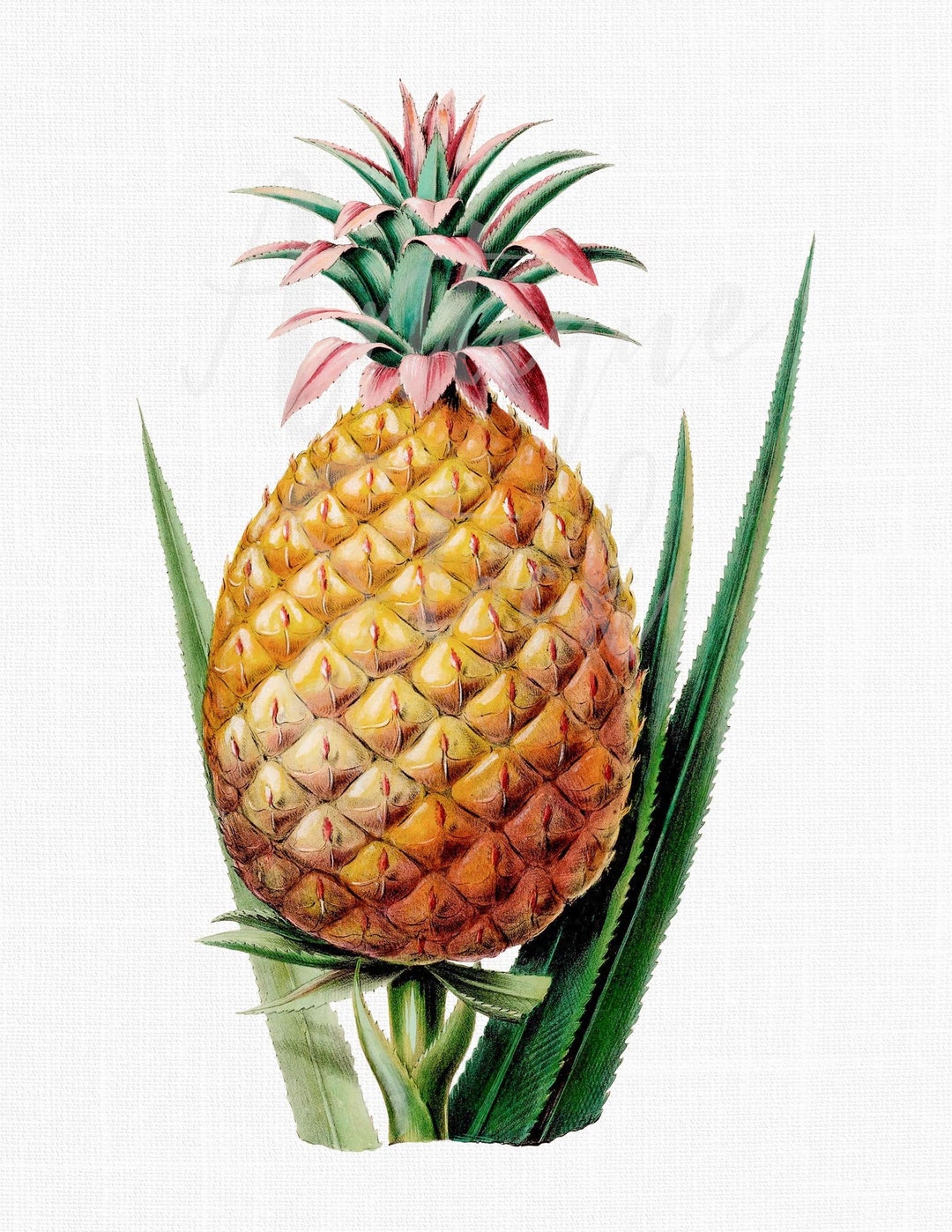 Clipart "red Pineapple" Vintage Digital Download Image for Craft ...
