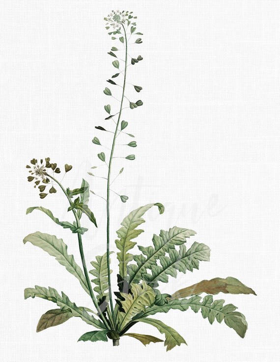 Digital Download Plant Print Printable Botany Illustration | Etsy