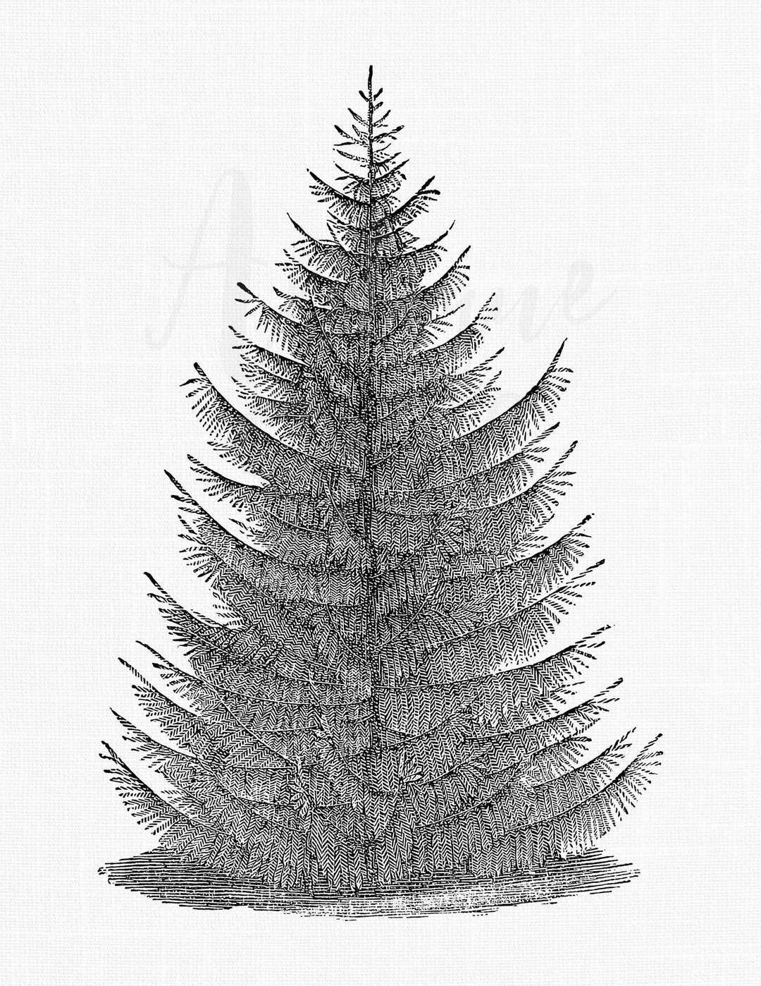 Tree Digital Download "european Larch" PNG & JPG Clipart for ...