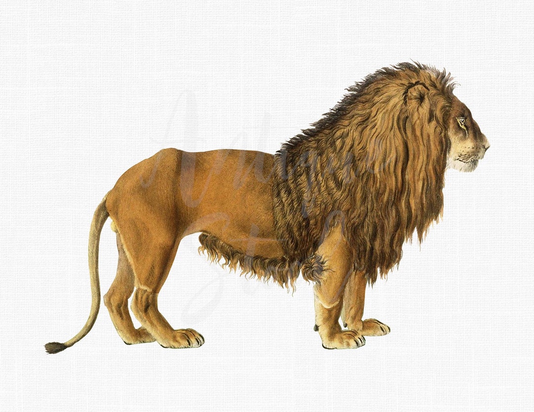 Lion PNG + JPG Image, Antique Wild Animal Clipart "lion" Instant ...