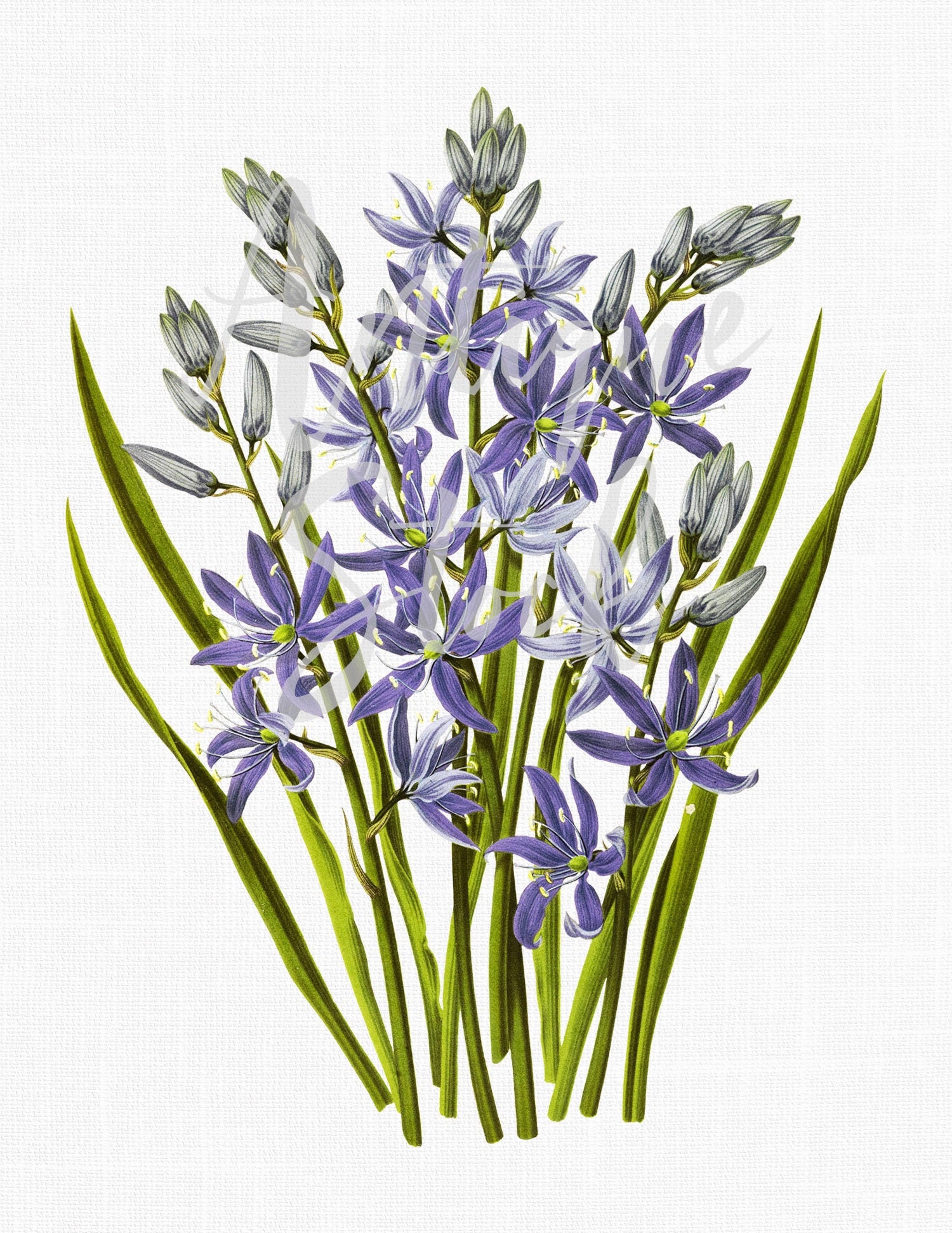 Flower Clip Art camas Instant Download Botany - Etsy