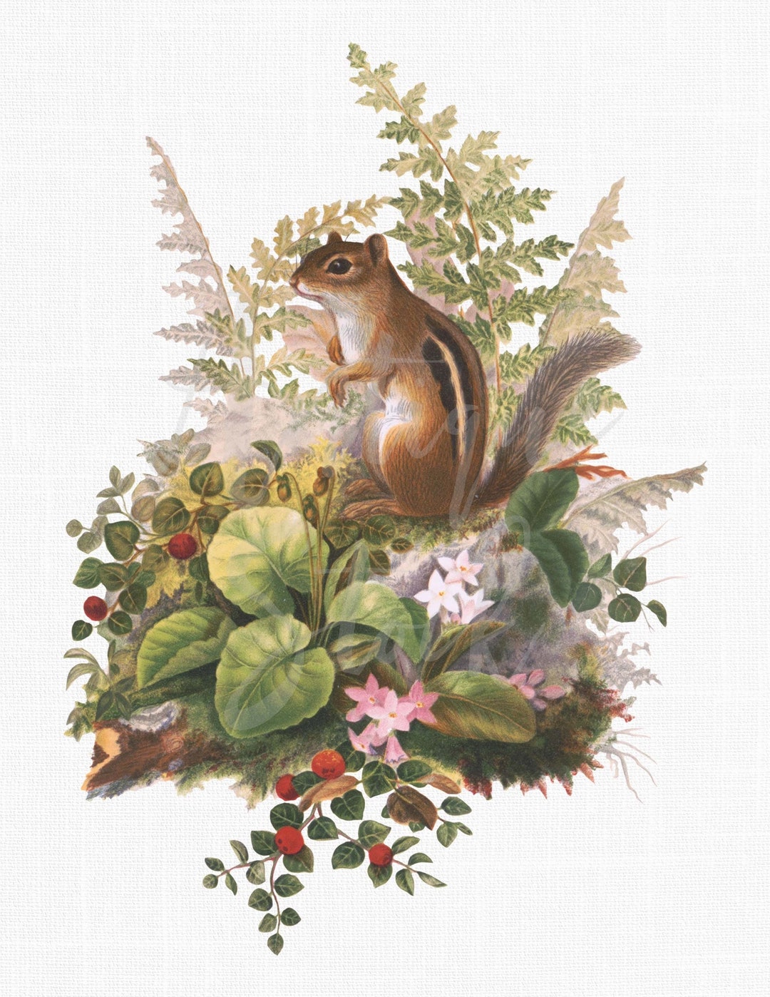 Botanical Print Digital Download "chipmunk and Ferns" Transparent ...