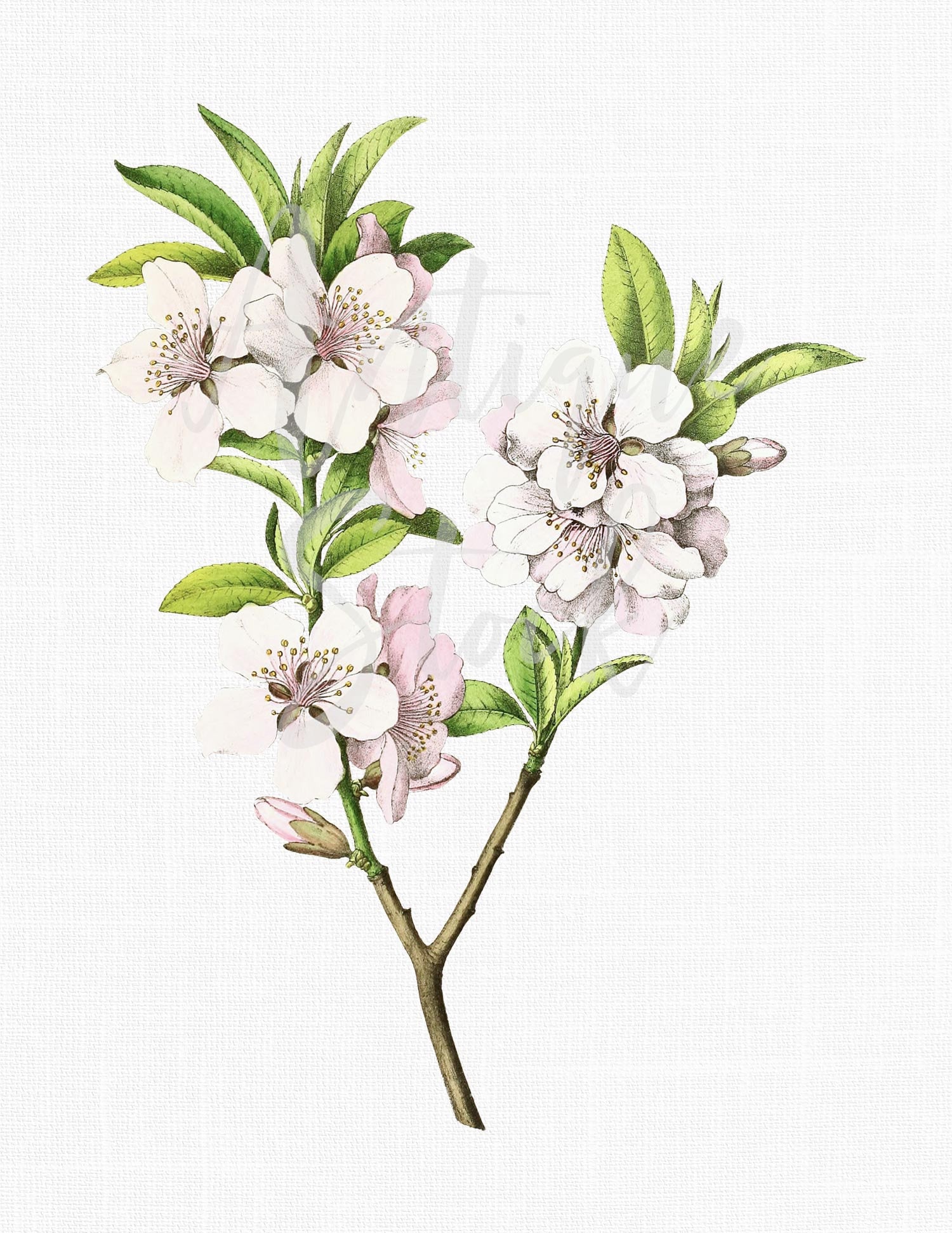 Almond Blossom Drawing