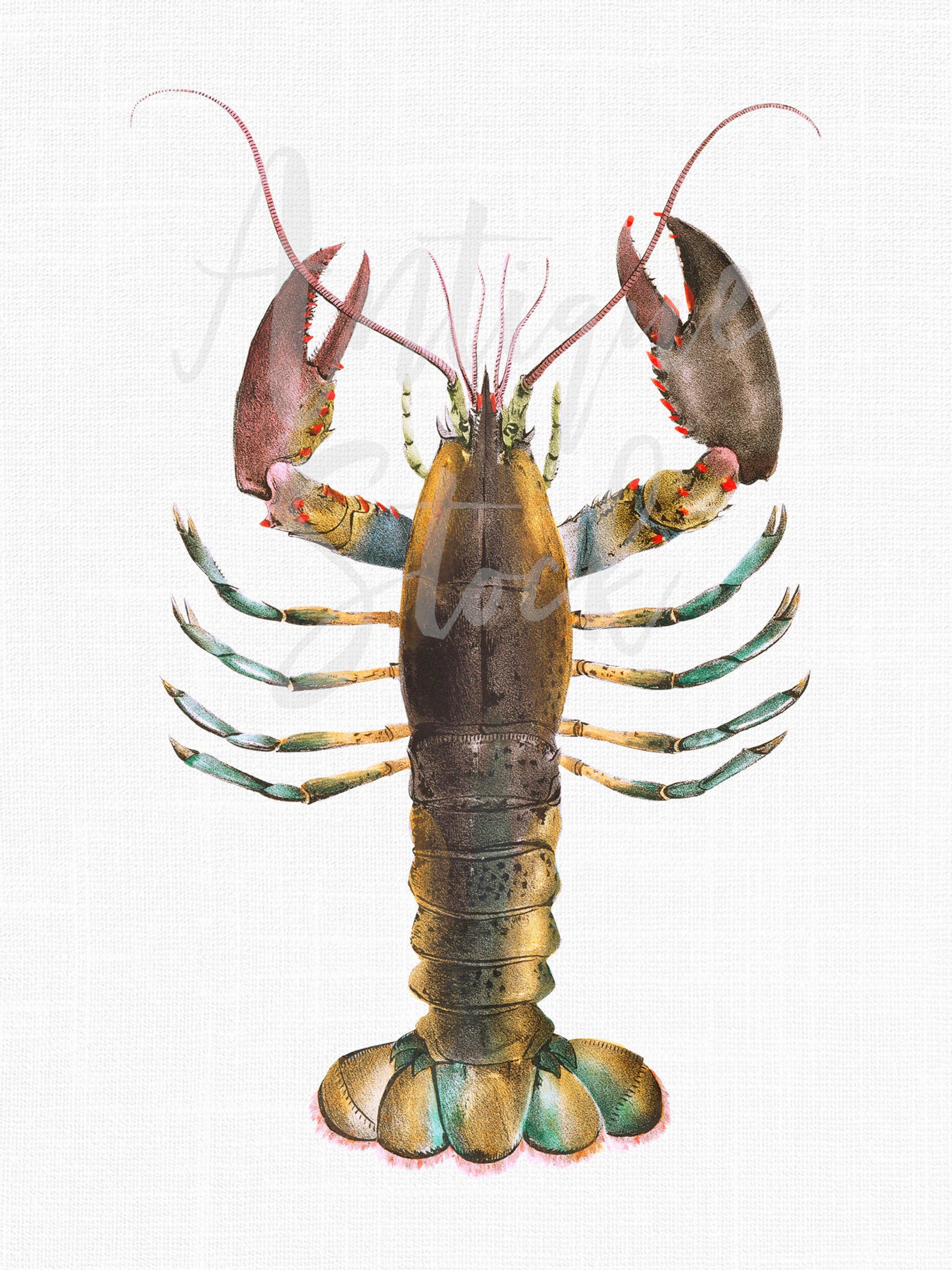 Lobster Clipart Digital Download, Printable Image "american Lobster ...