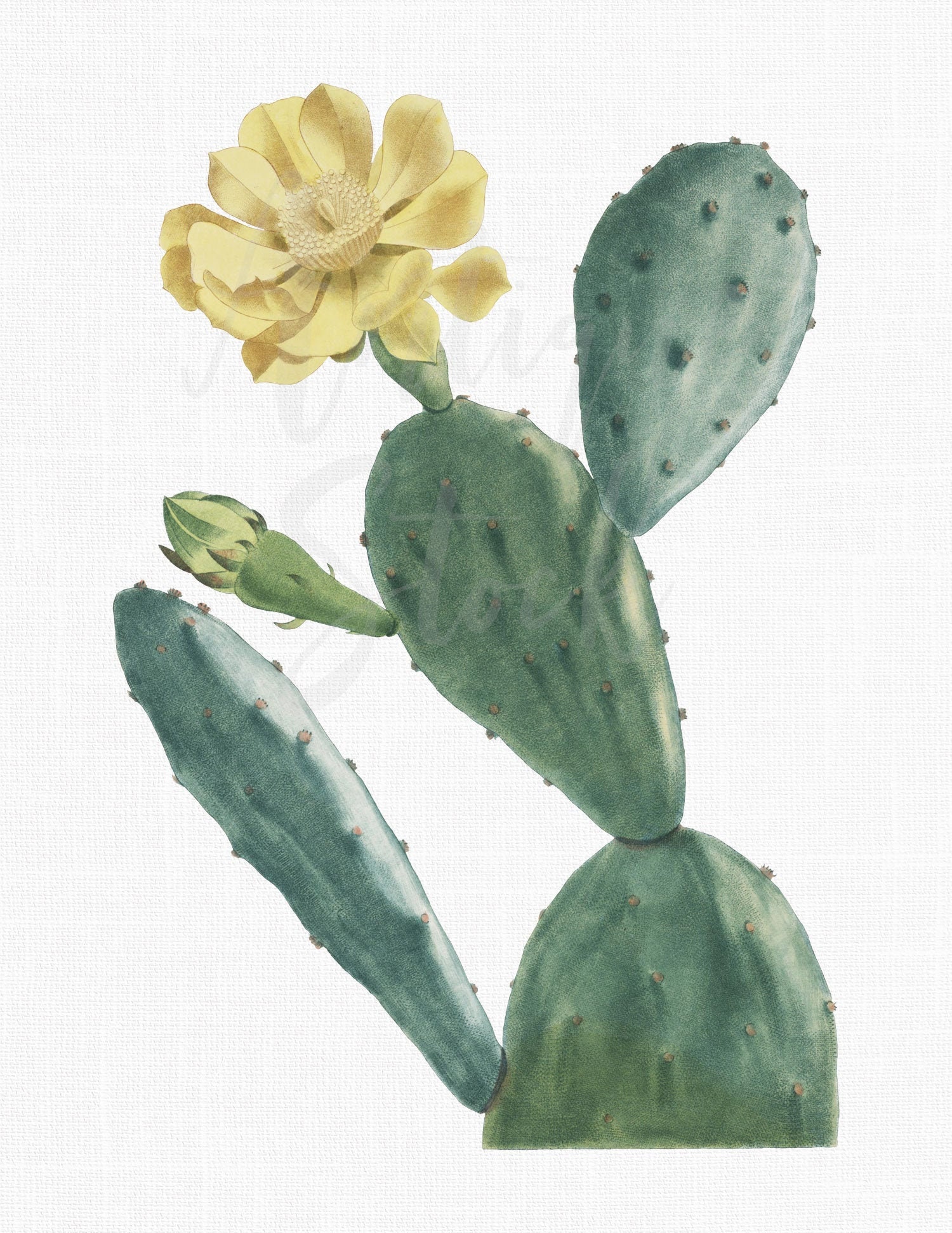 Prickly Pear Fruit Drawing